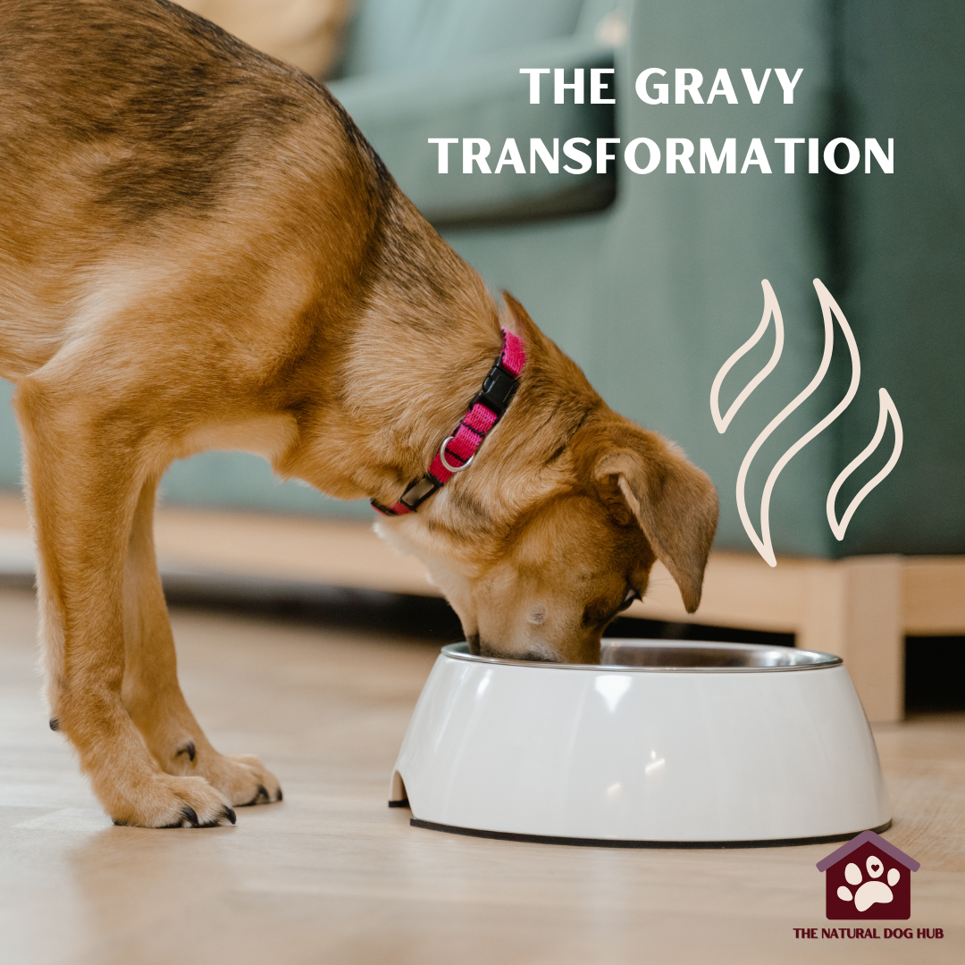 The Gravy Transformation — The Natural Dog Hub